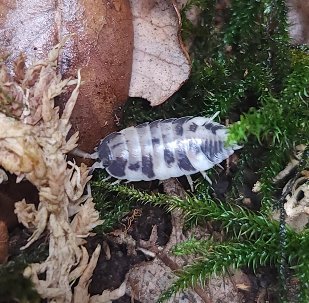 Dairy Cow Isopods (Porcellio laevis), 10 Count - The Exotic Shop