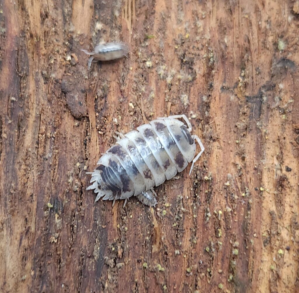 Dairy Cow Isopods (Porcellio laevis), 10 Count - The Exotic Shop