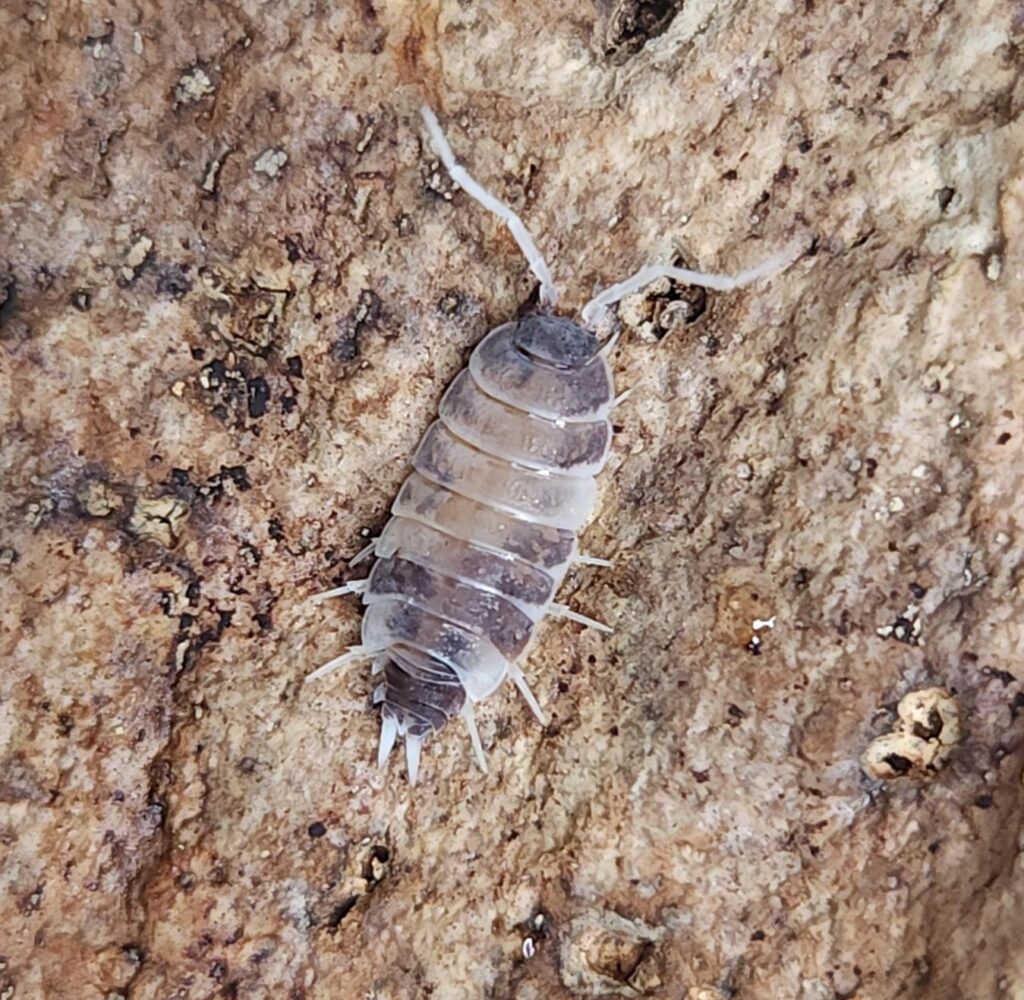 Oreo Crumble Isopods (Porcellionides pruinosus), 10 Count - The Exotic Shop