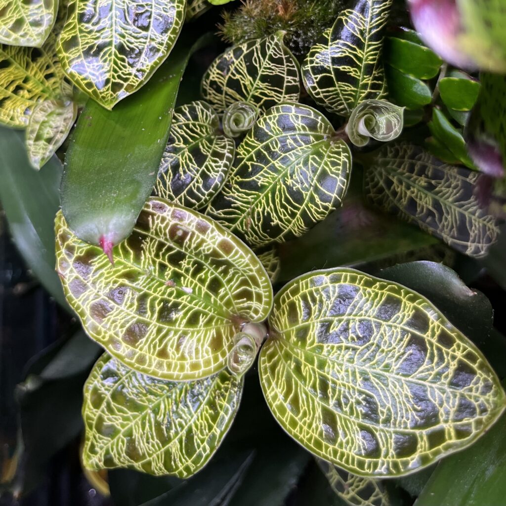 Orchids Archives - The Exotic Shop