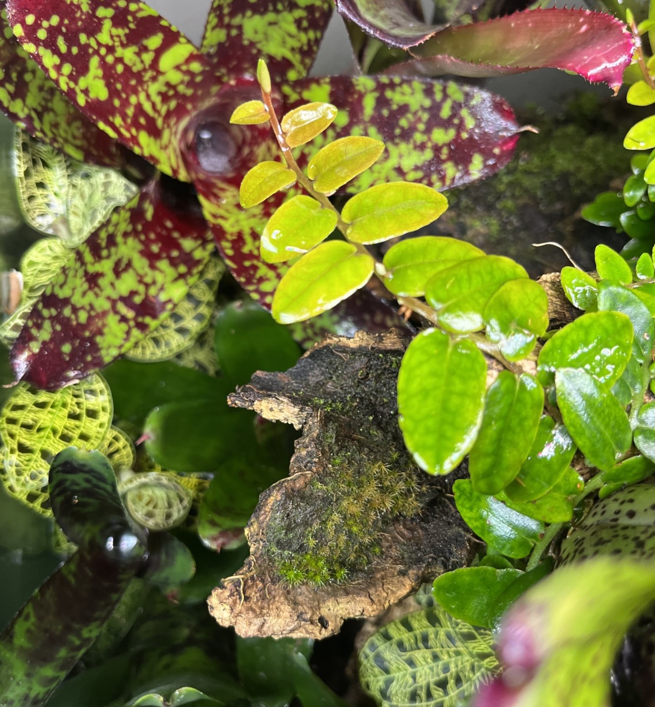 Misc. Plants Archives - The Exotic Shop