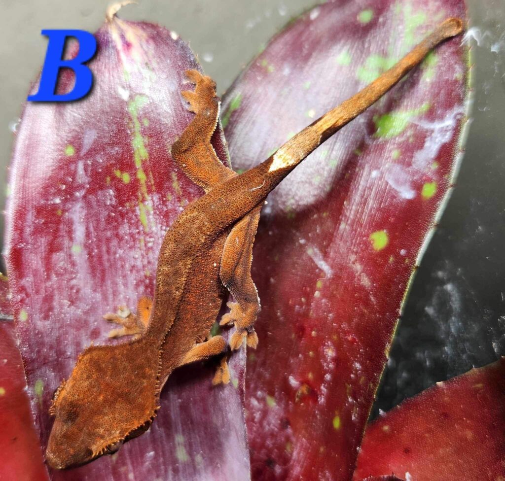 Crested Gecko, 2023 Red Phantom (B) - The Exotic Shop