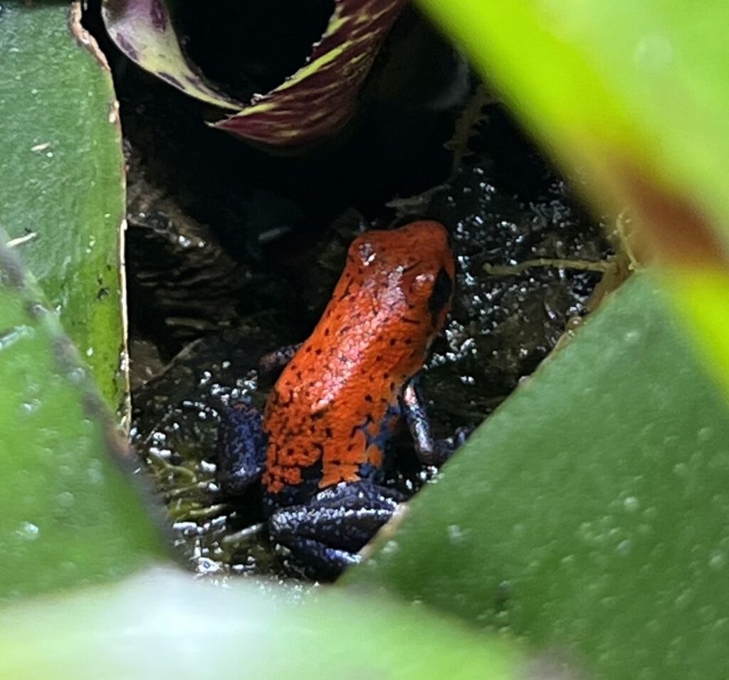 Dart Frog, O. pumilio "Strawberry Blue Jeans" (Oophaga pumilio) 2024 CB ...