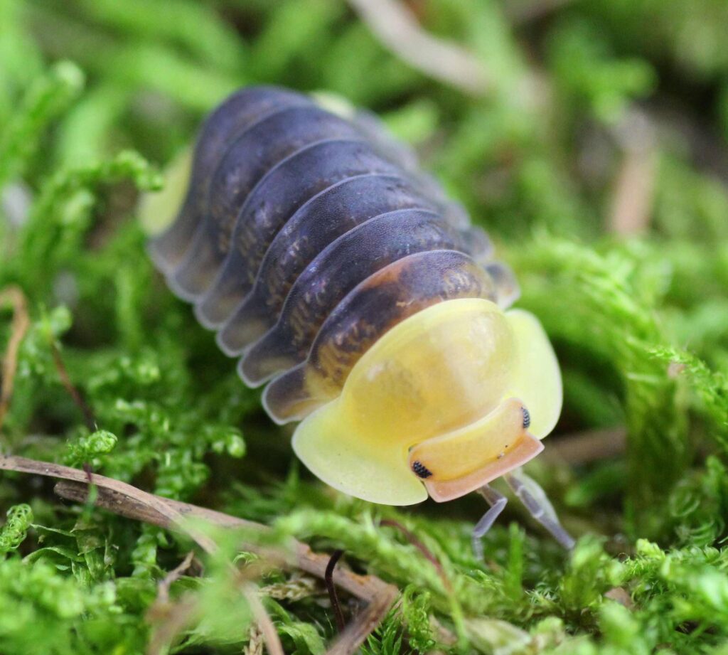 Isopods Archives - The Exotic Shop