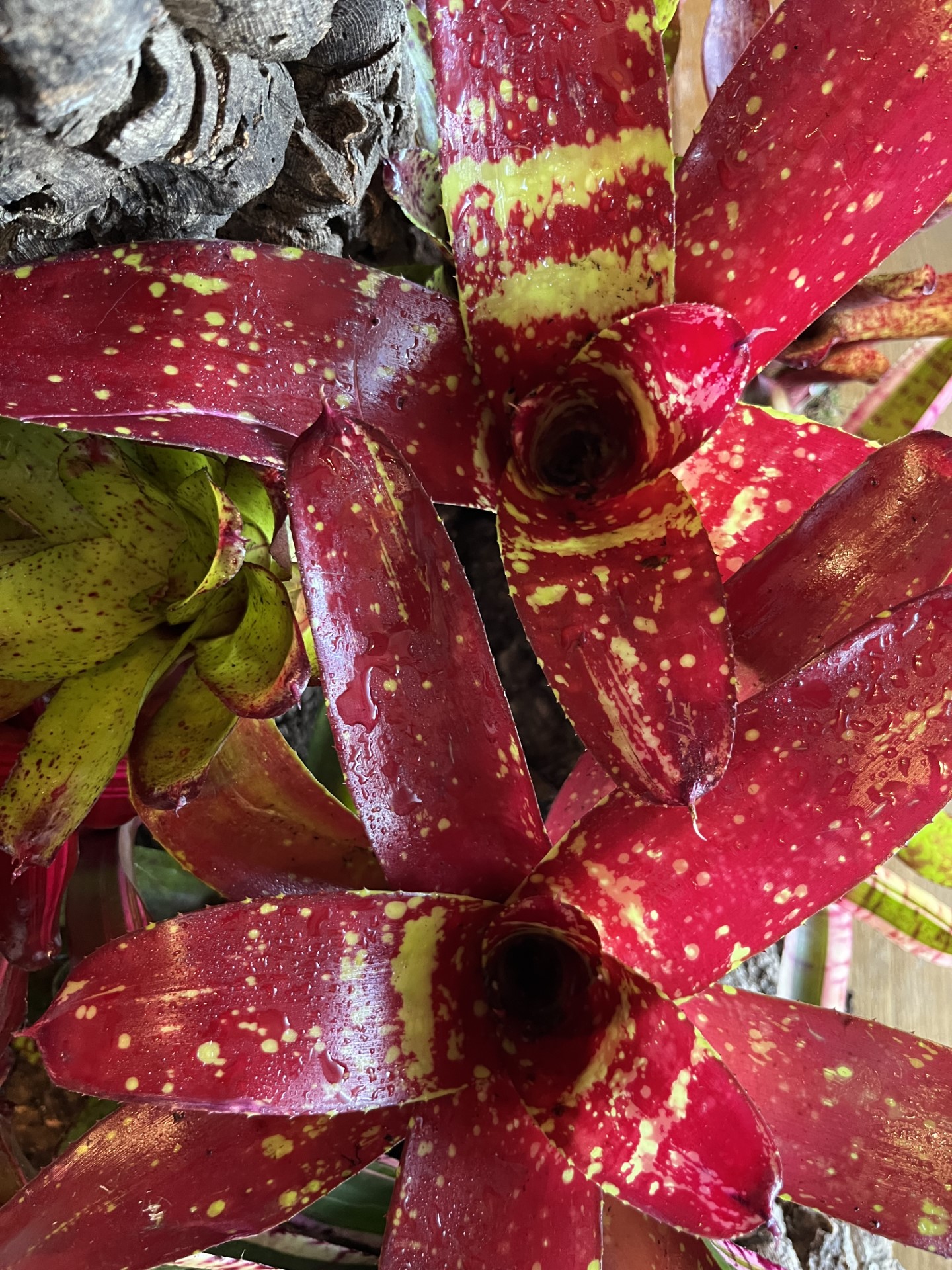 Flora Archives - The Exotic Shop