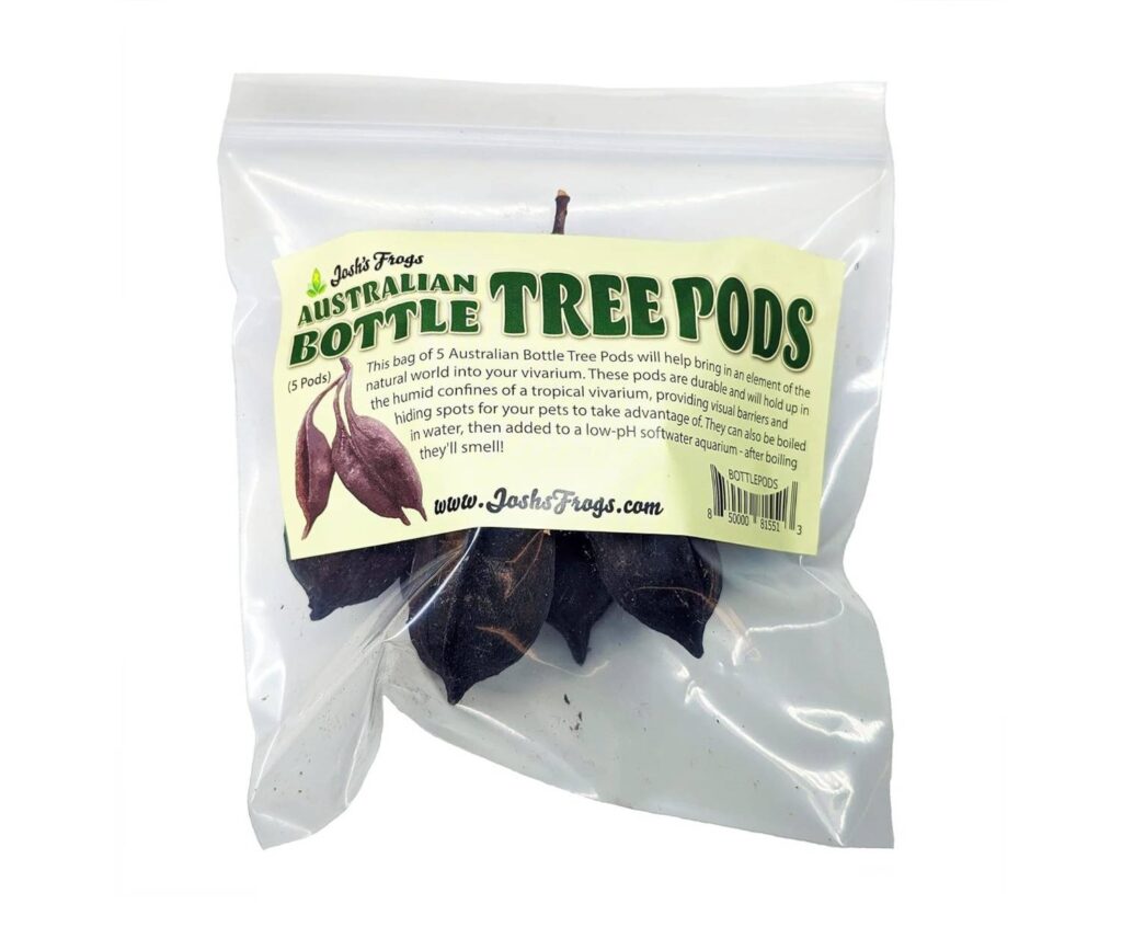 Australian Bottle Tree Pods (Includes 5 Pods) - The Exotic Shop