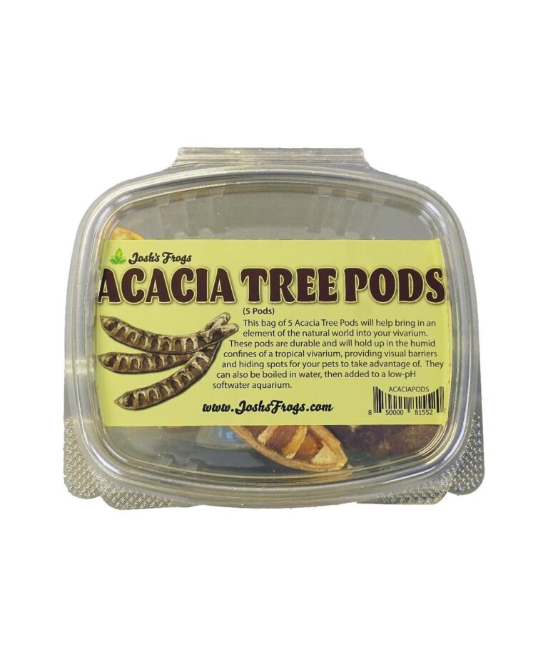 Acacia Tree Pods (Includes 5 Pods) - The Exotic Shop