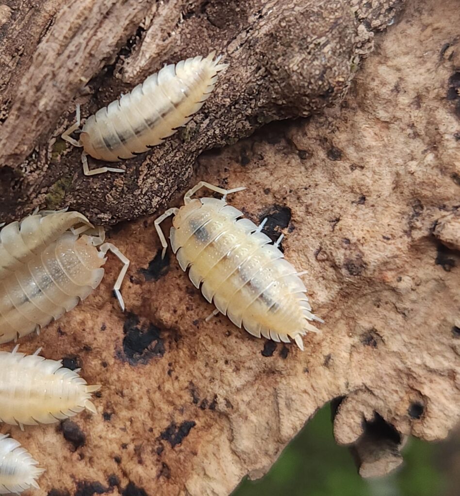 Yellow Snow Isopods (Porcellio scaber), 10 Count - The Exotic Shop